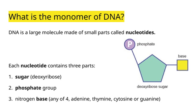 High School Biology DNA Structure & Replication Notes.pptx