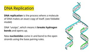 High School Biology DNA Structure & Replication Notes.pptx