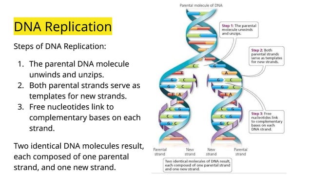 High School Biology DNA Structure & Replication Notes.pptx