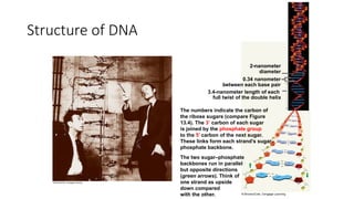 DNA STRUCTURE, REPLICATION & REPAIR.pptx