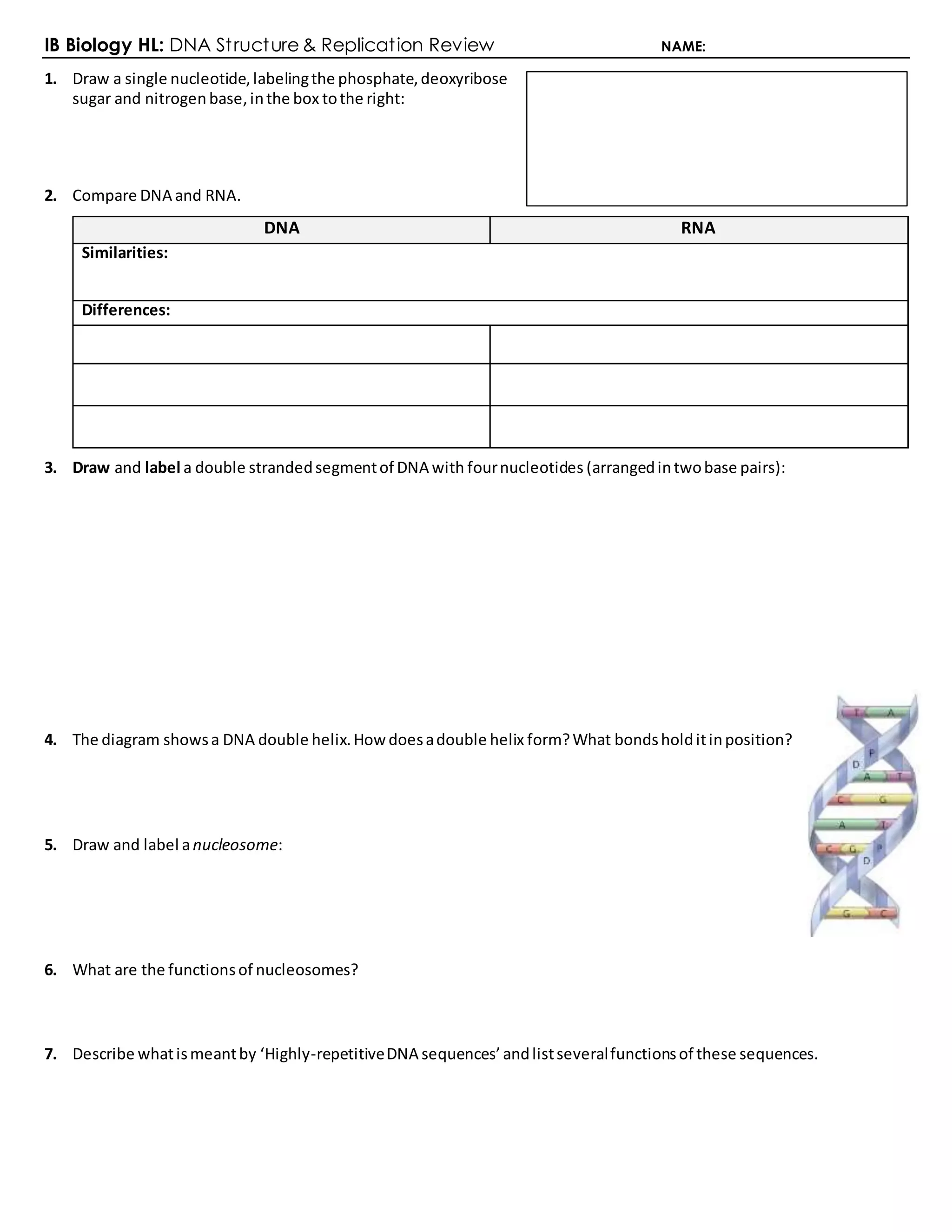 IB DNA Structure & Replication Review (2.6-2.7-7.1) | DOCX