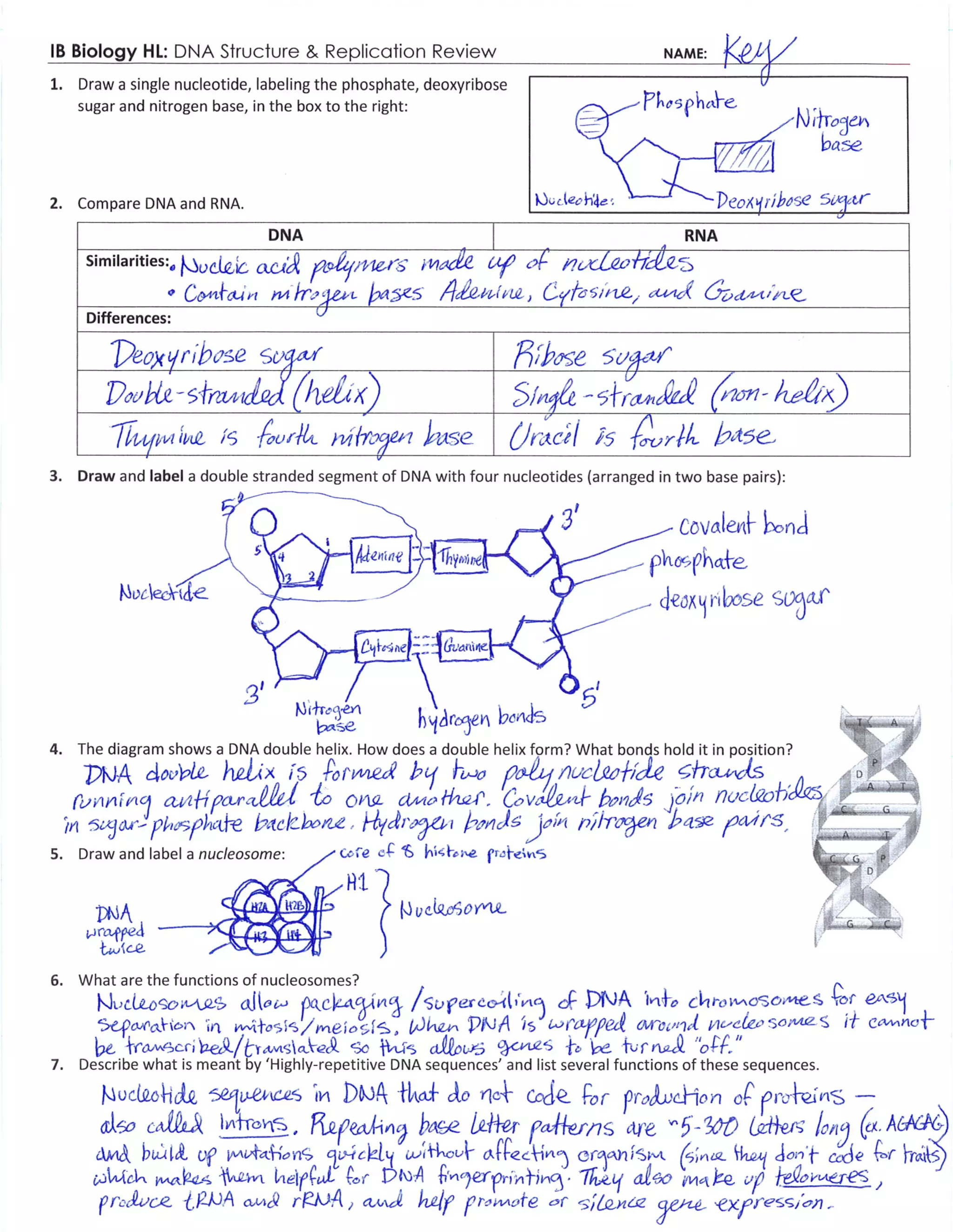 IB DNA Structure & Replication Review Key (2.6-2.7-7.1) | PDF