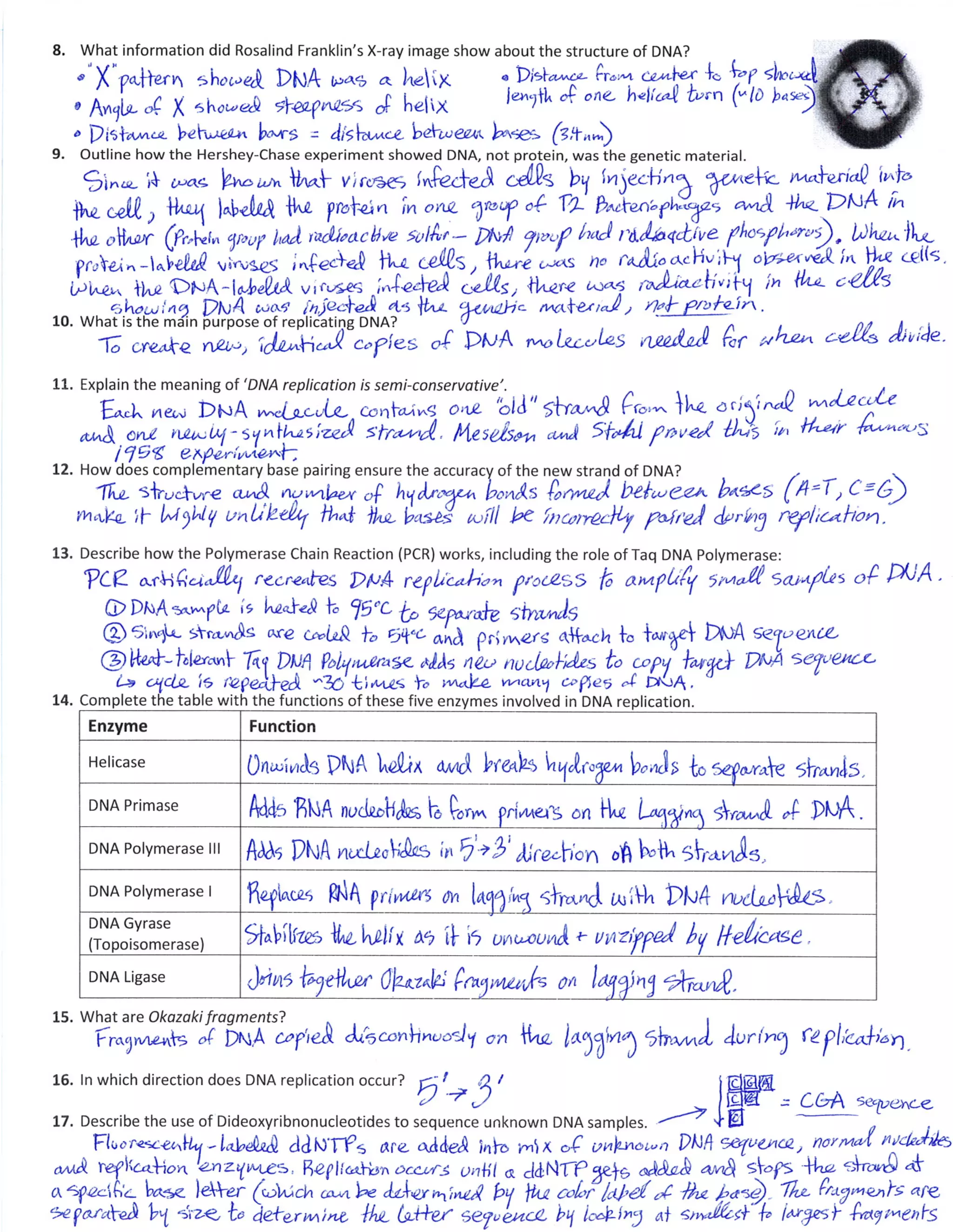 IB DNA Structure & Replication Review Key (2.6-2.7-7.1) | PDF