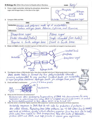 Dna Replication Diagram Worksheet
