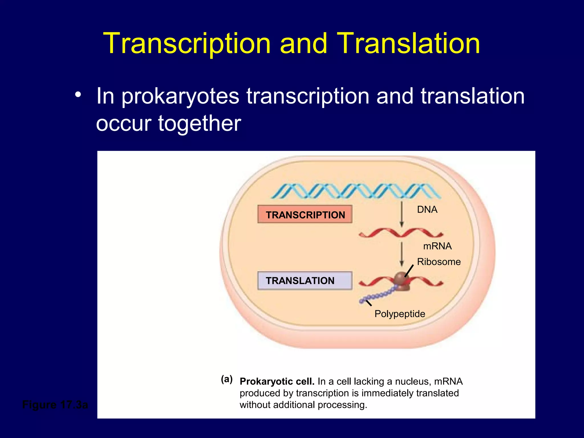 DNA structure replication transcription translation | PPT