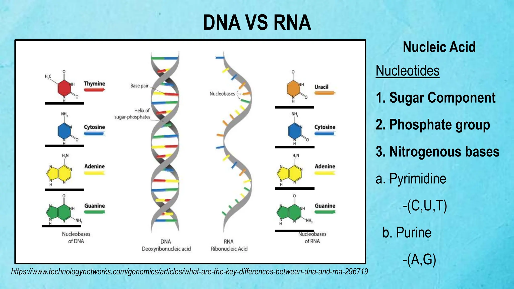 DNA Structure, Replication Variation -PPT.pptx