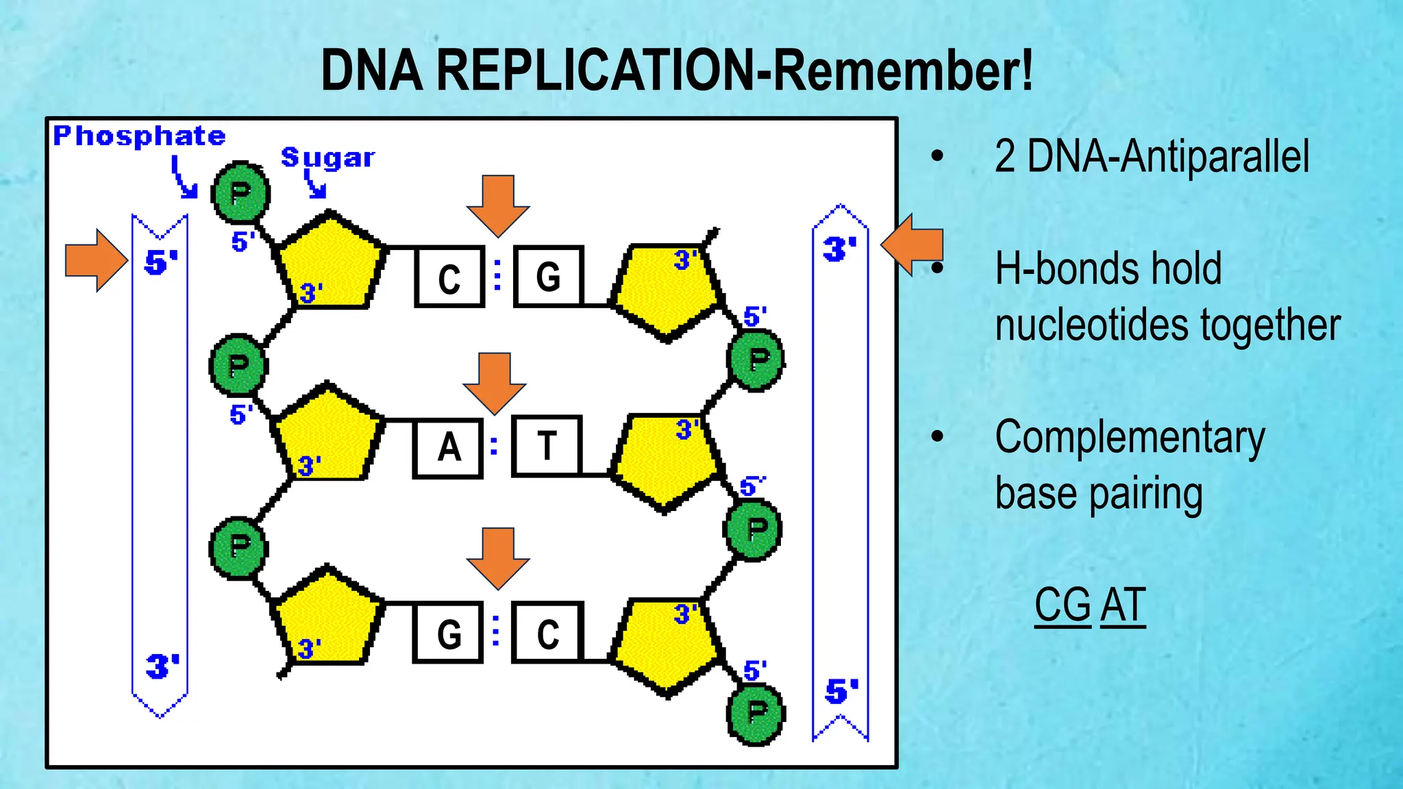 DNA Structure, Replication Variation -PPT.pptx