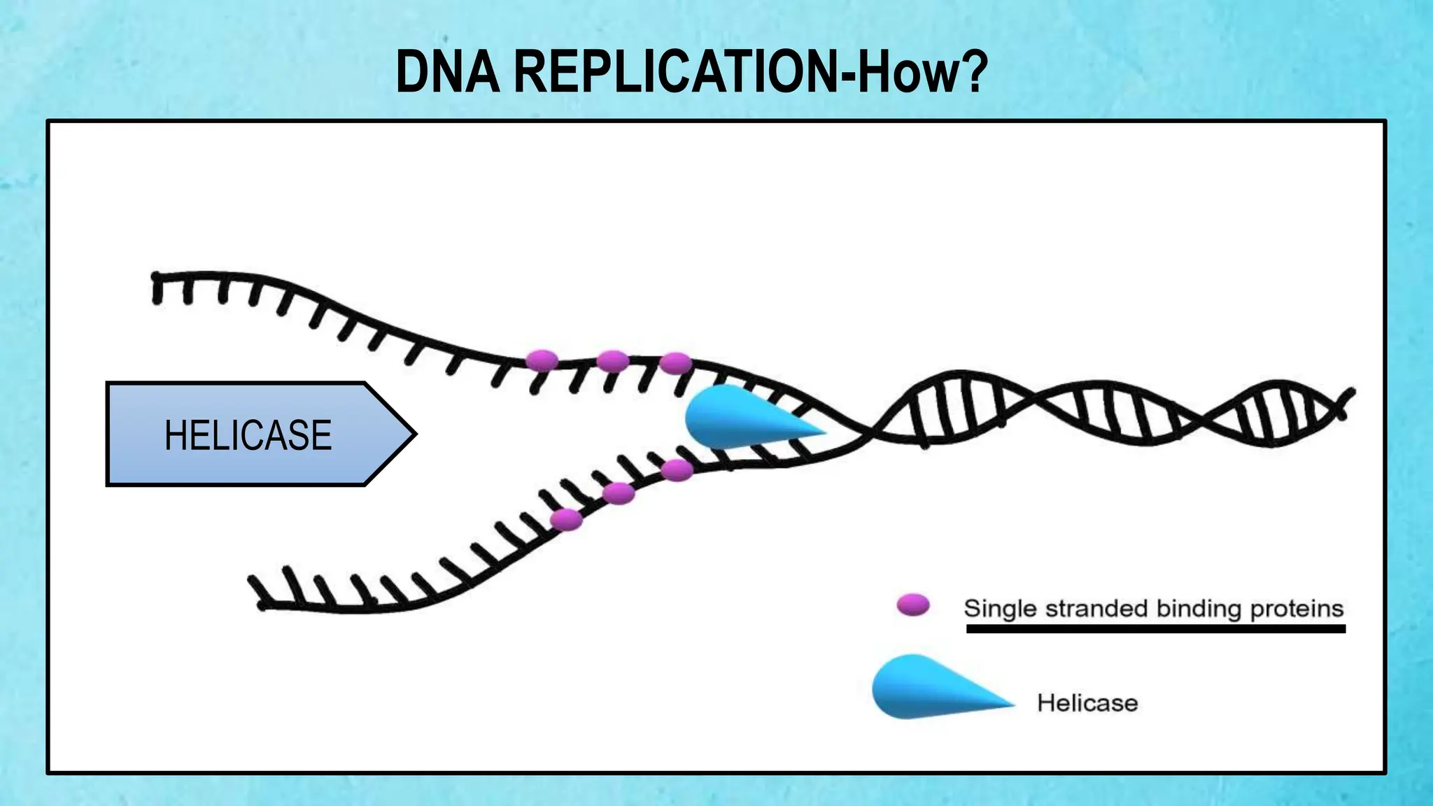 DNA Structure, Replication Variation -PPT.pptx