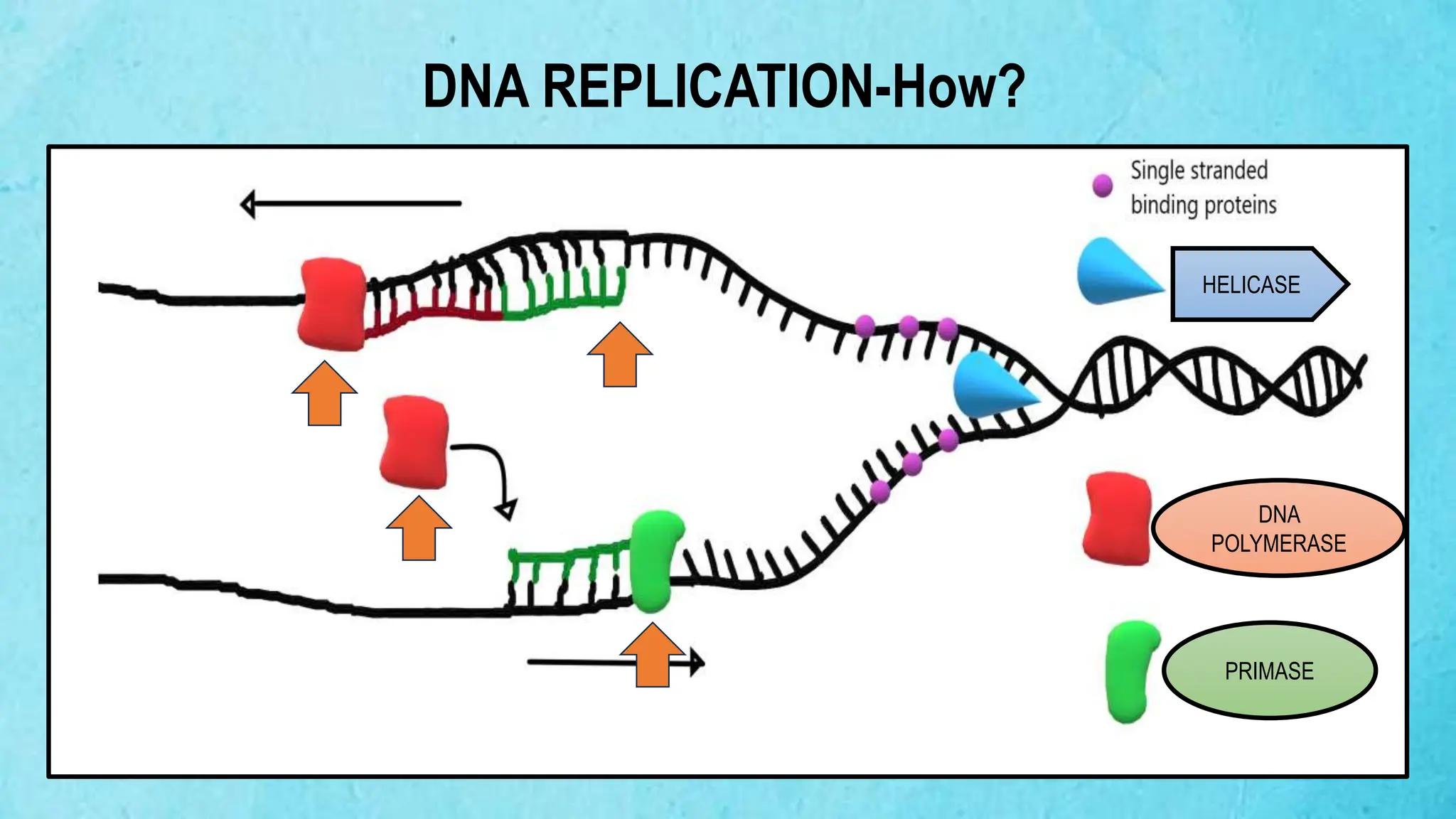 DNA Structure, Replication Variation -PPT.pptx