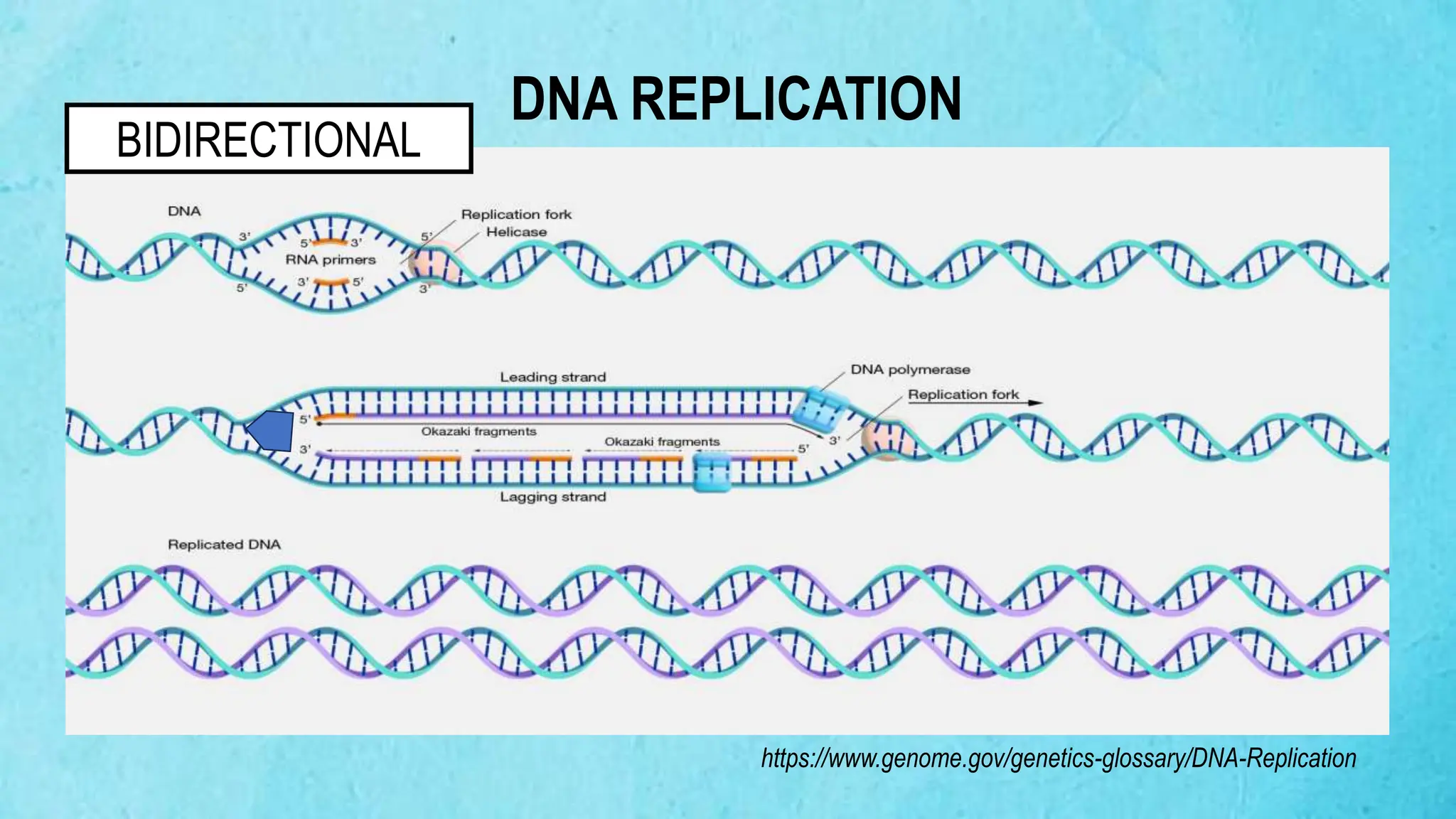 DNA Structure, Replication Variation -PPT.pptx