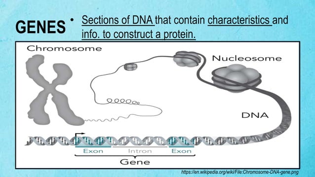 DNA Structure, Replication Variation -PPT.pptx