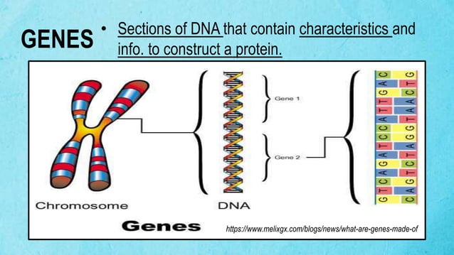 DNA Structure, Replication Variation -PPT.pptx