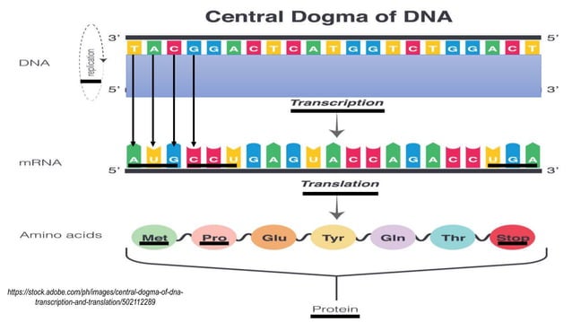 DNA Structure, Replication Variation -PPT.pptx