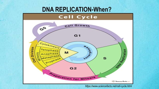 DNA Structure, Replication Variation -PPT.pptx