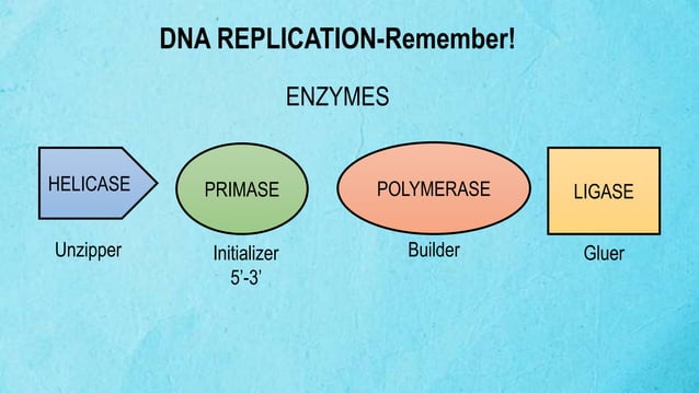 DNA Structure, Replication Variation -PPT.pptx