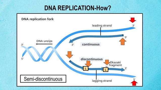 DNA Structure, Replication Variation -PPT.pptx