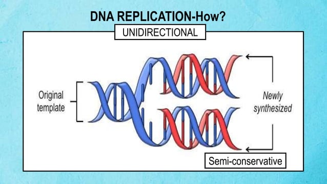 DNA Structure, Replication Variation -PPT.pptx