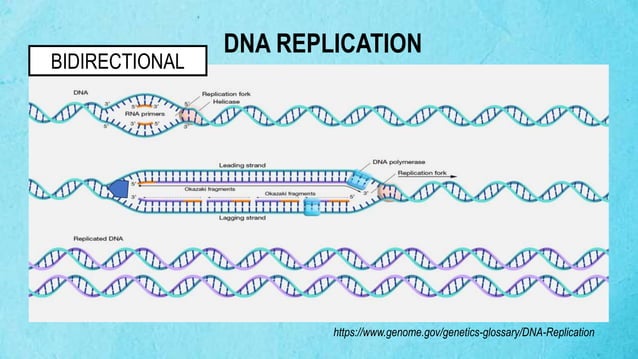 DNA Structure, Replication Variation -PPT.pptx