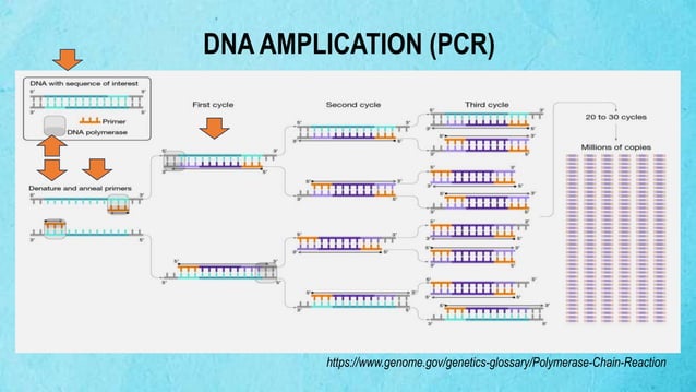 DNA Structure, Replication Variation -PPT.pptx