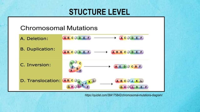 DNA Structure, Replication Variation -PPT.pptx