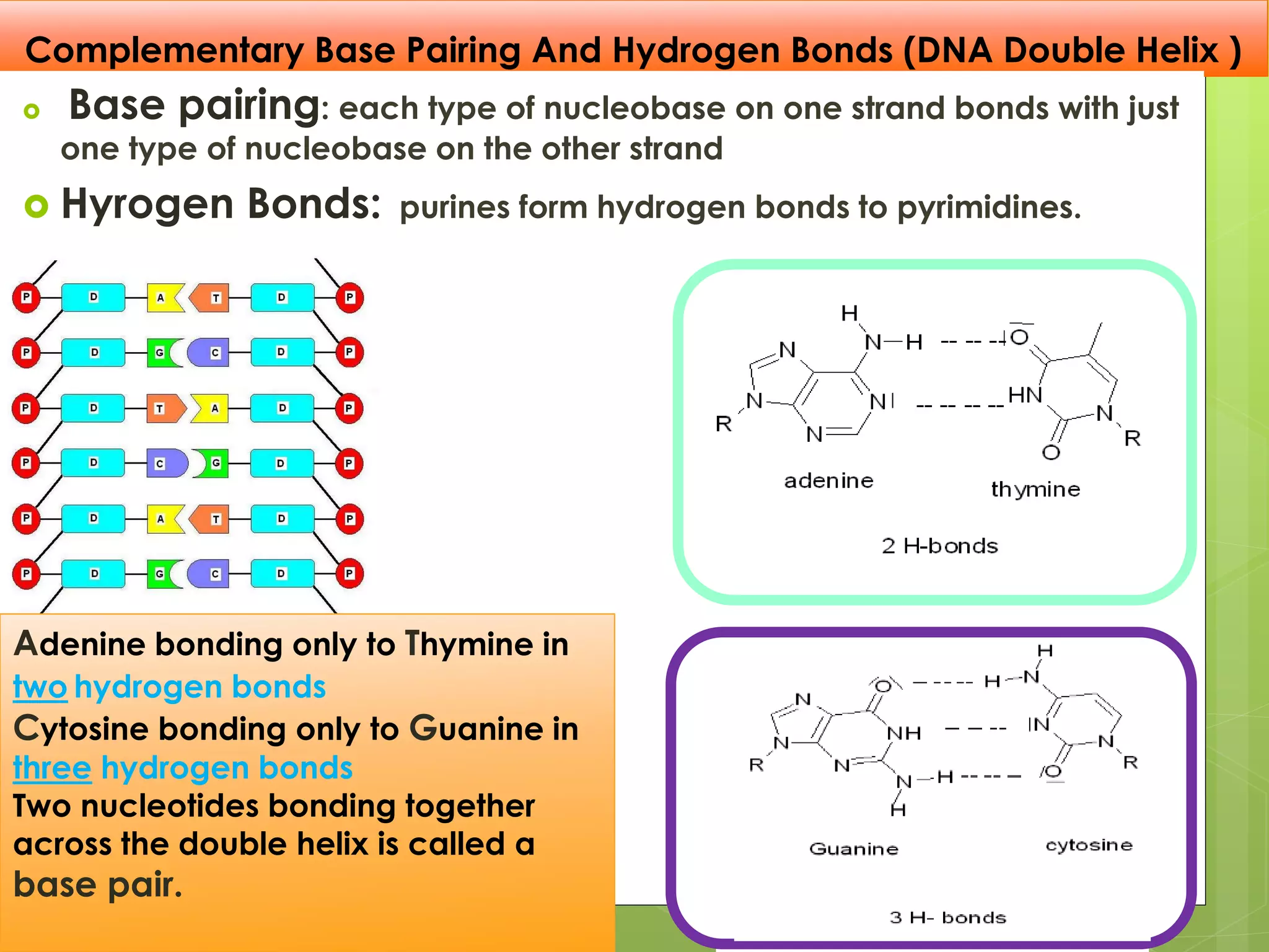 Dna structure review | PPTX