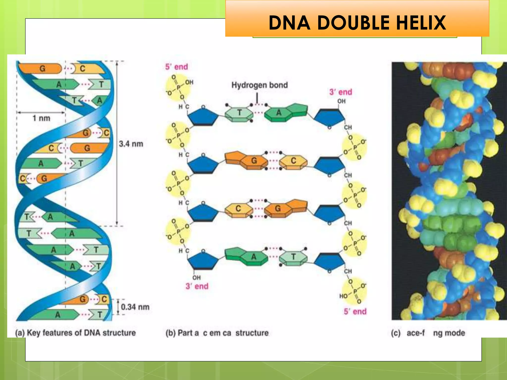 Dna structure review | PPTX