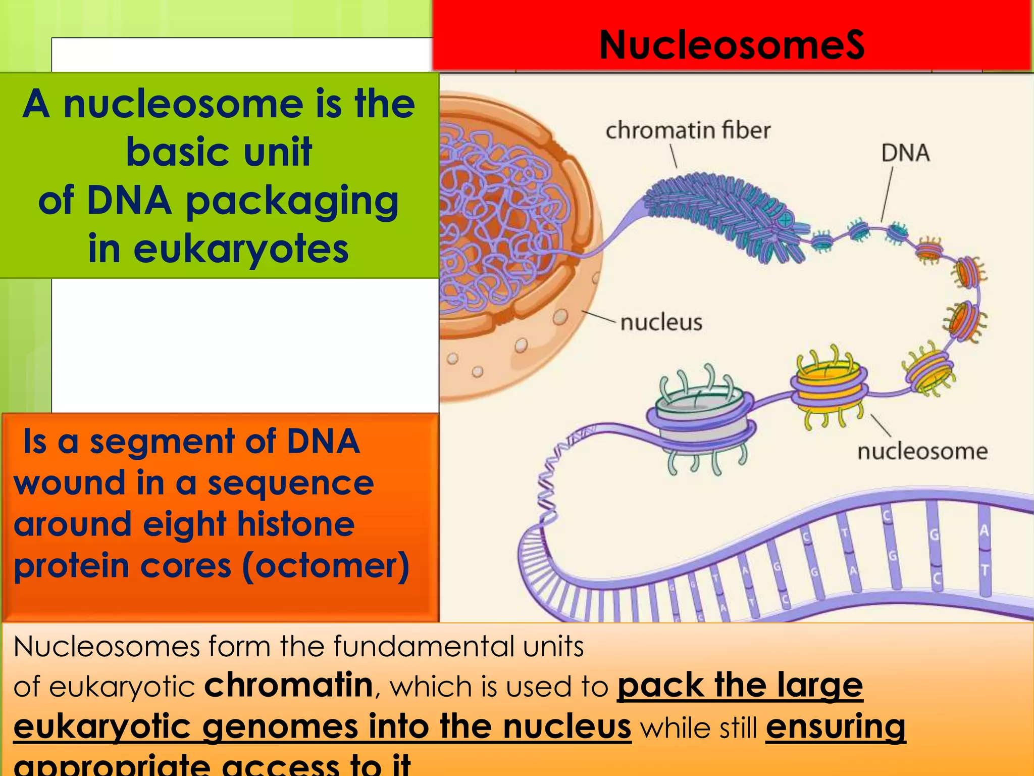 Dna structure review | PPTX