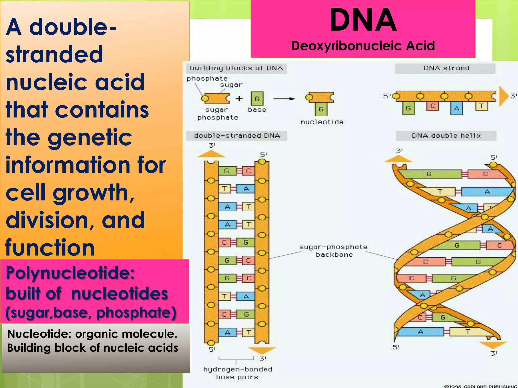 Dna structure review | PPTX