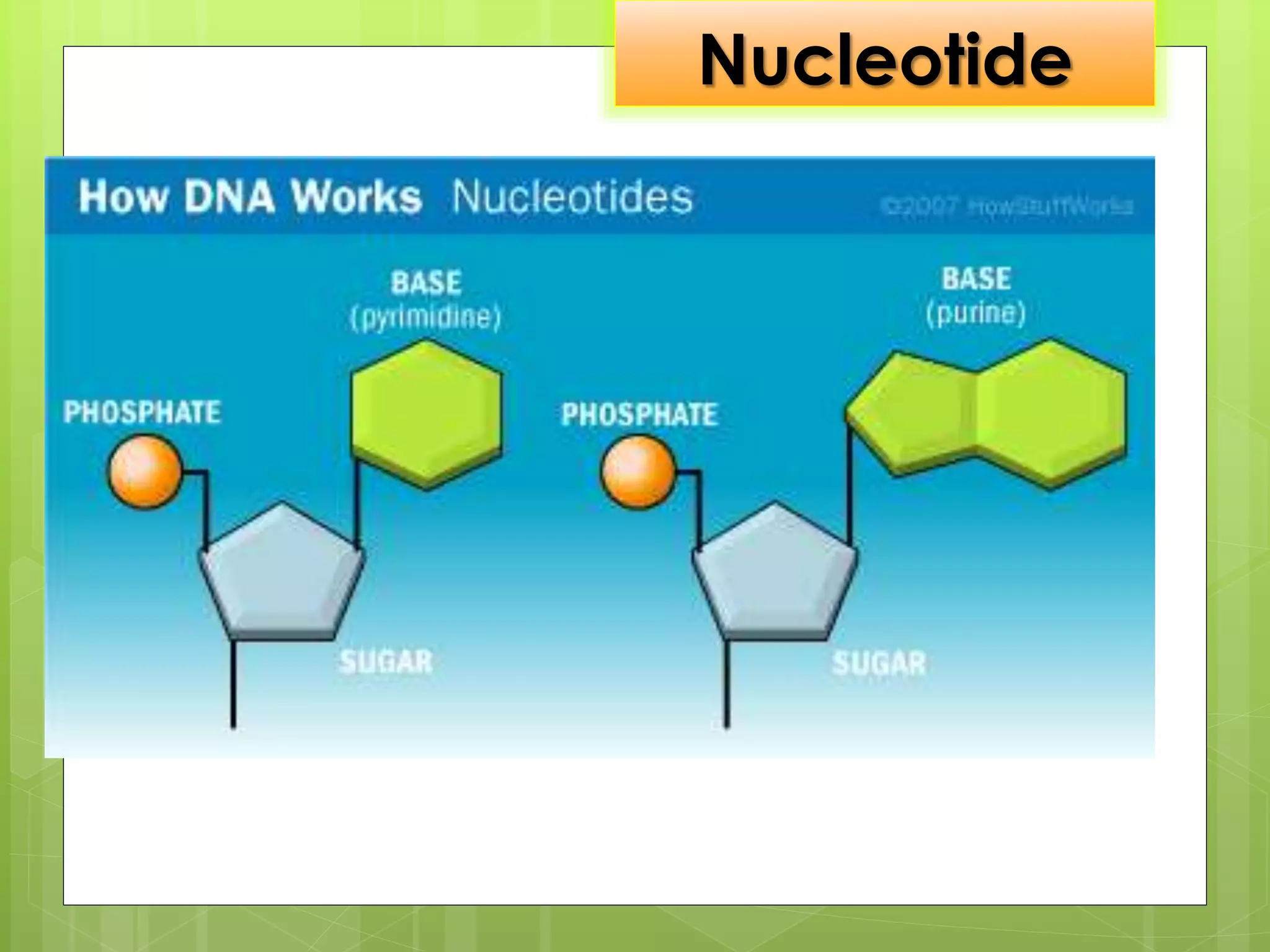 Dna structure review | PPT
