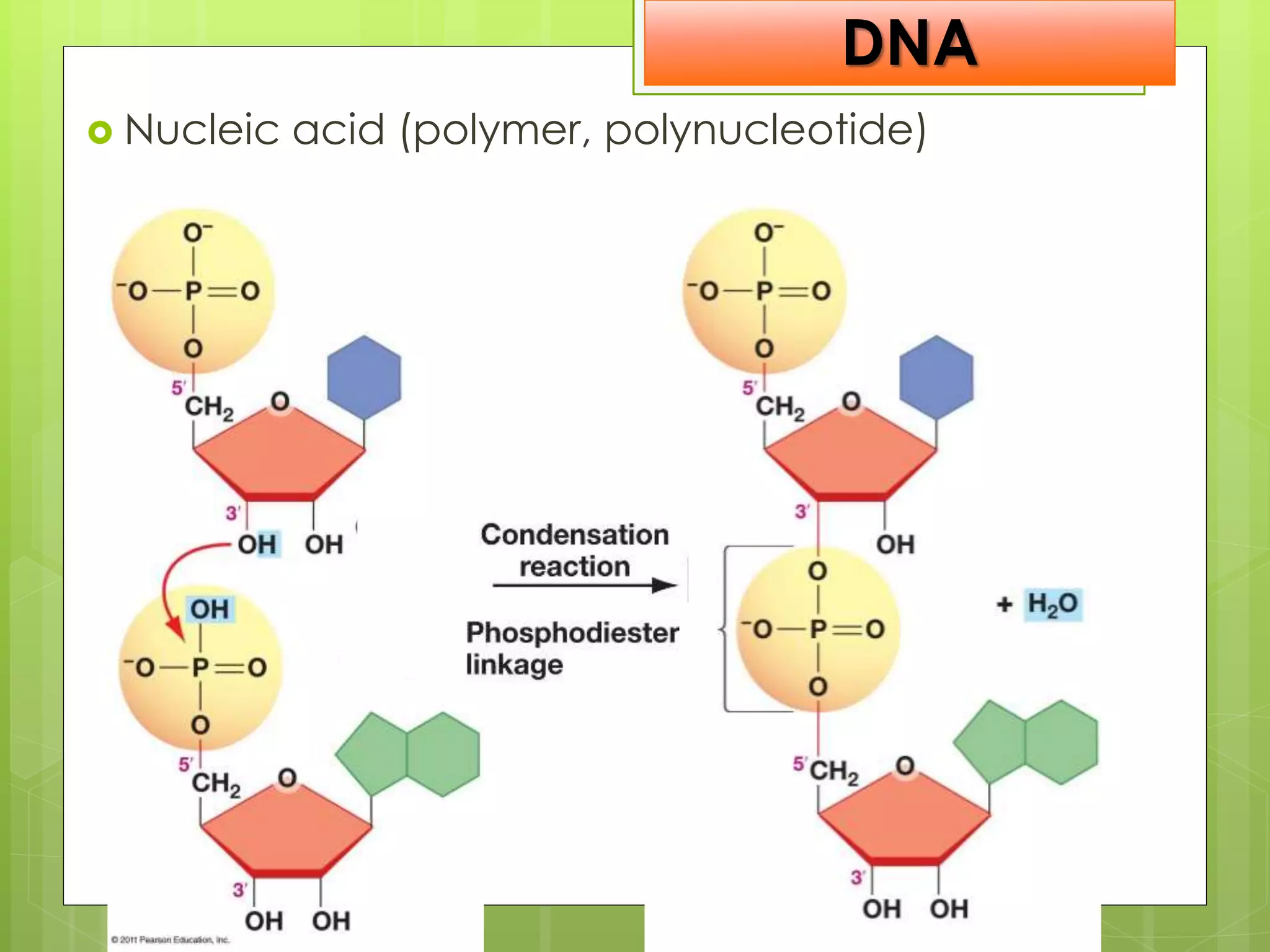 Dna structure review | PPTX