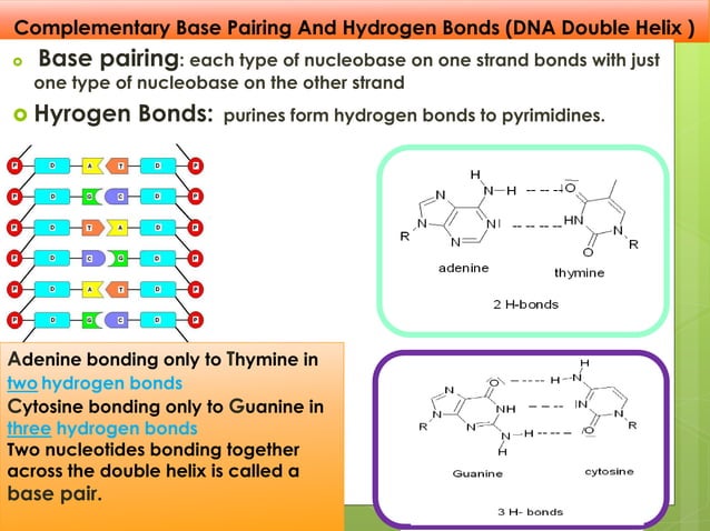 Dna structure review | PPTX
