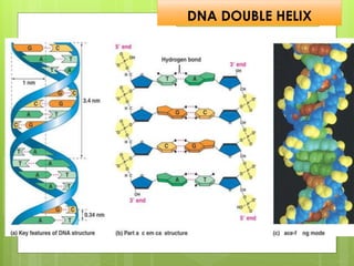 Dna structure review | PPTX