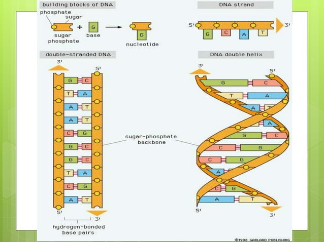 Dna structure review | PPTX