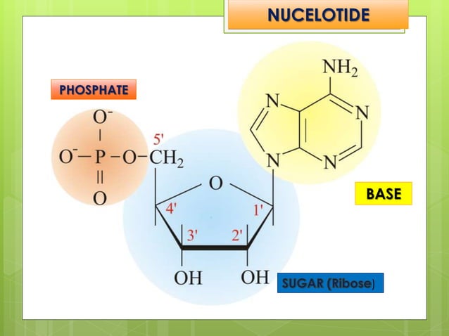 Dna structure review | PPTX