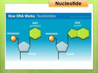 Dna structure review | PPTX