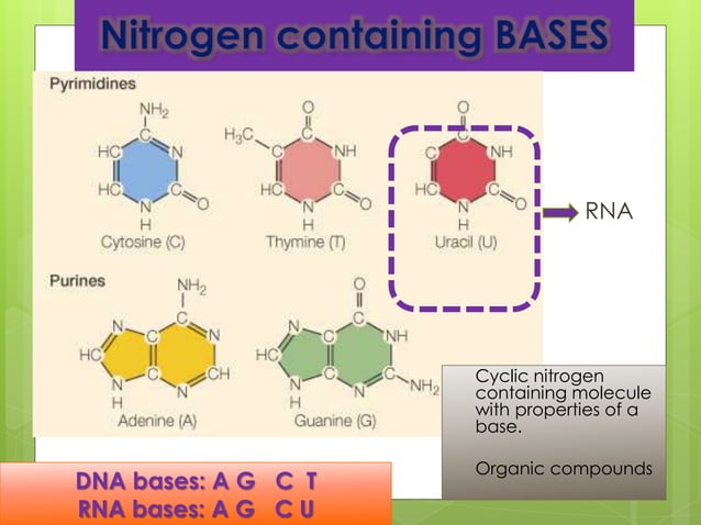 Dna structure review | PPTX