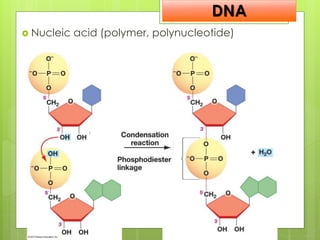 Dna structure review | PPTX