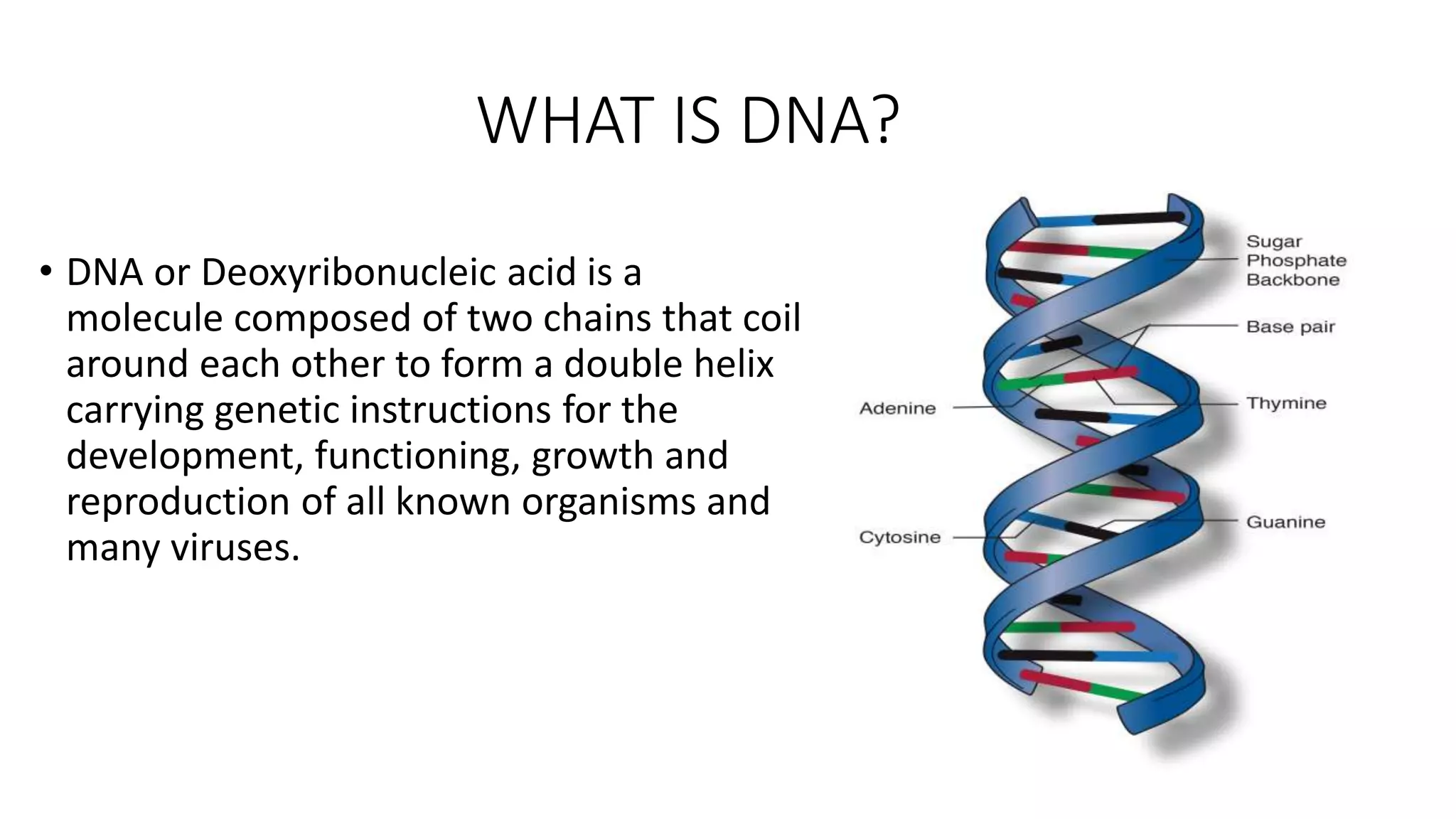 Dna structures | PPTX