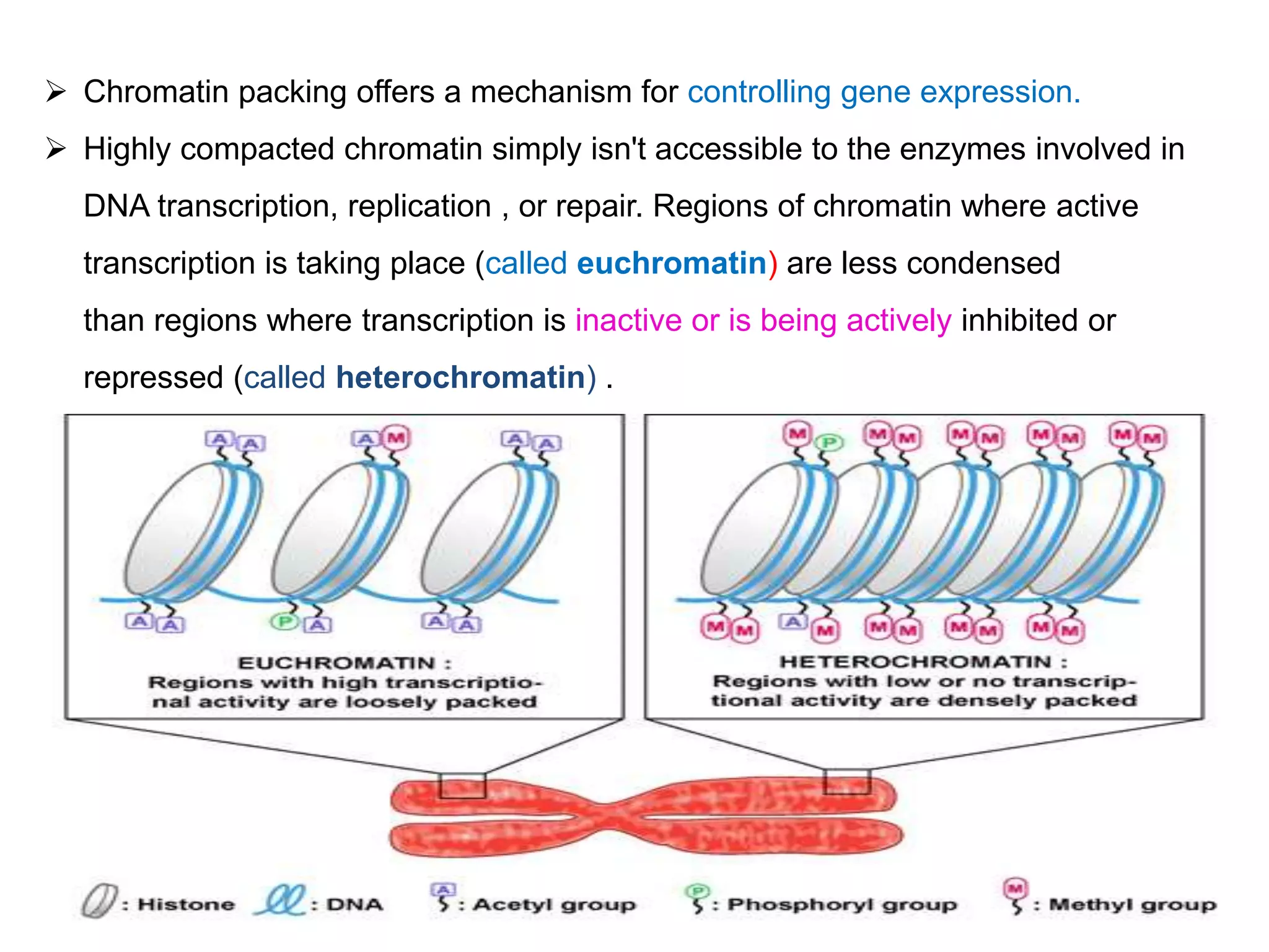 DNA structure section1.pptx | Biological Sciences | Science