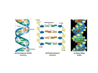 Dna Replication Diagram Mastering Biology