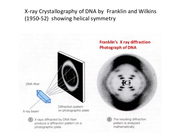 Dna structure slide share