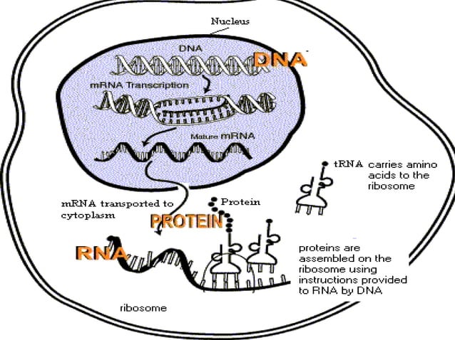 DNA strucutre and replication DNA strucutre and replication.ppt | Free ...
