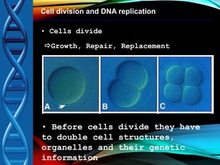 DNA strucutre and replication DNA strucutre and replication.ppt