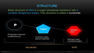 Dna complete information | PPT