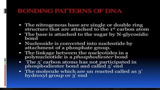 Dna complete information | PPT