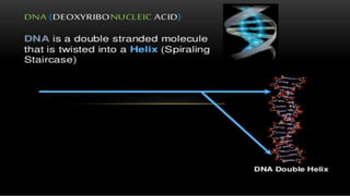 Dna complete information | PPT