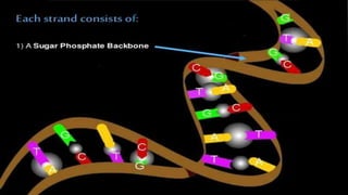 Dna complete information | PPT