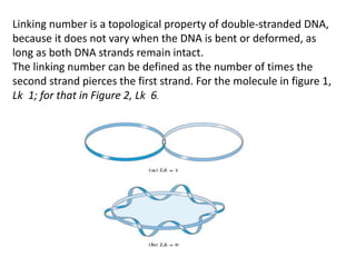 DNA Supercoiling.pptx