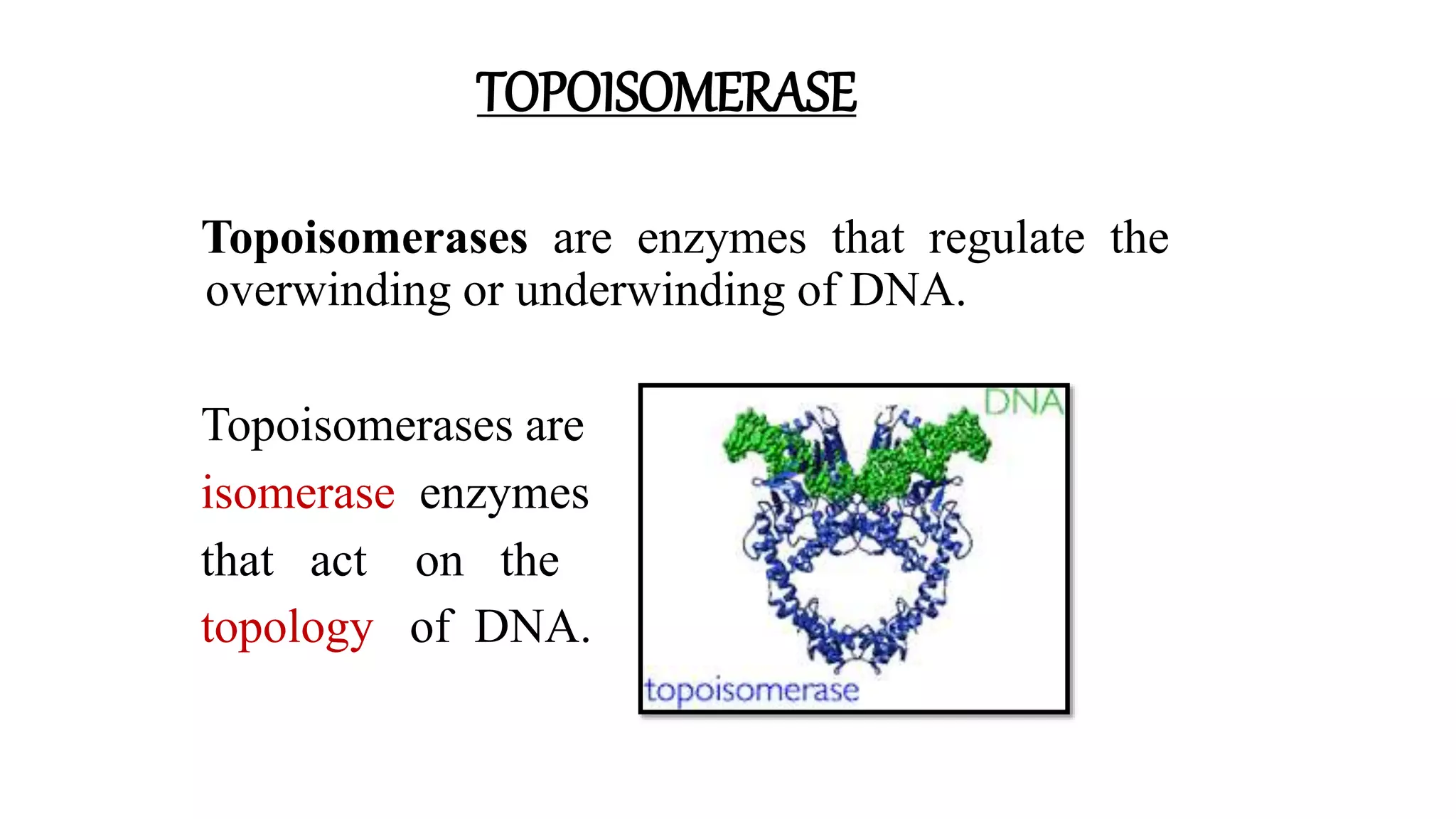 Dna supercoiling and role of topoisomerases | PPTX