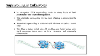 Dna supercoiling and role of topoisomerases | PPTX